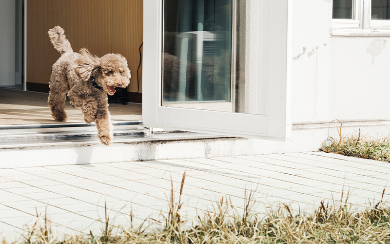 Aso Pet Hotel“/withdogs” - LaundryRice